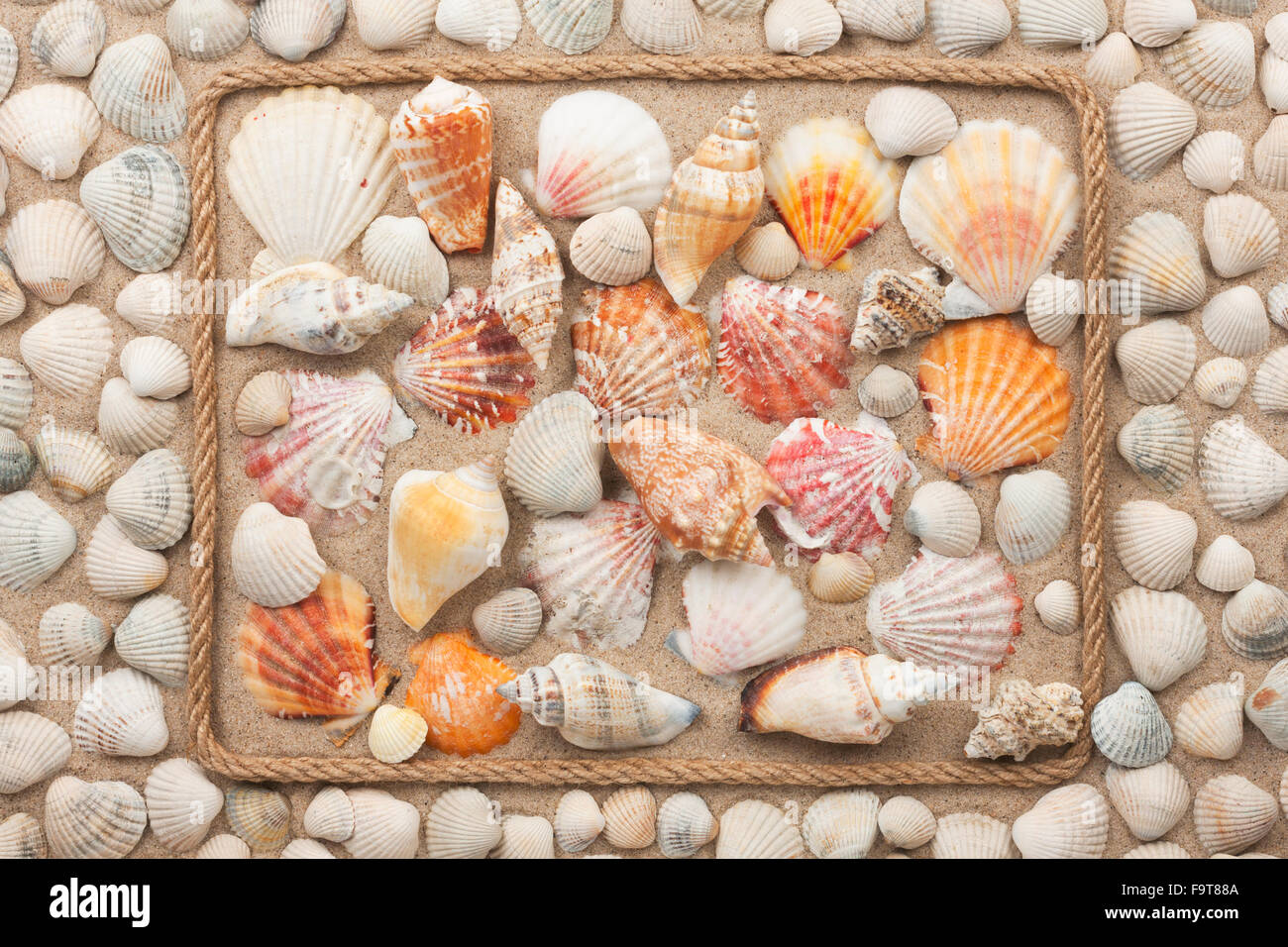 Beautiful frame of rope and sea shells on the sand, with place for your ...