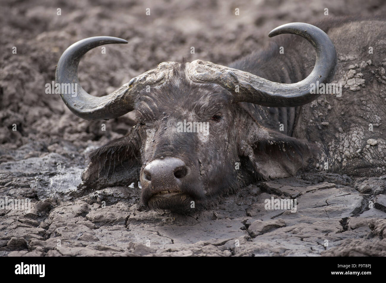 African buffalo in mud hi-res stock photography and images - Alamy