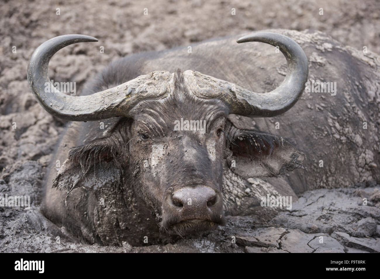 Mud wallowing buffalo hi-res stock photography and images - Alamy