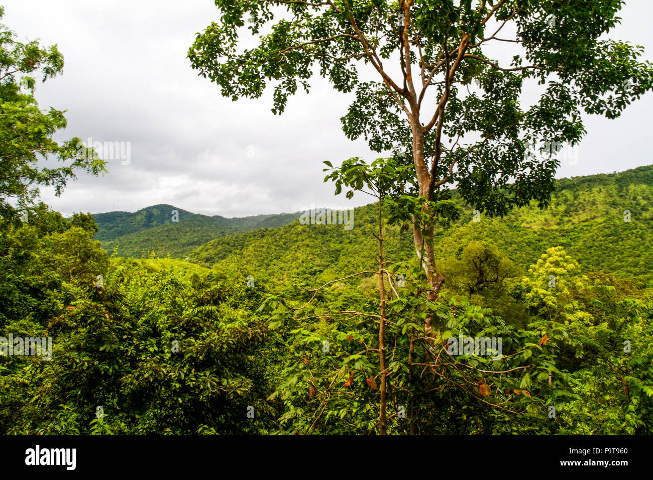 Beautiful rain forest Stock Photo - Alamy