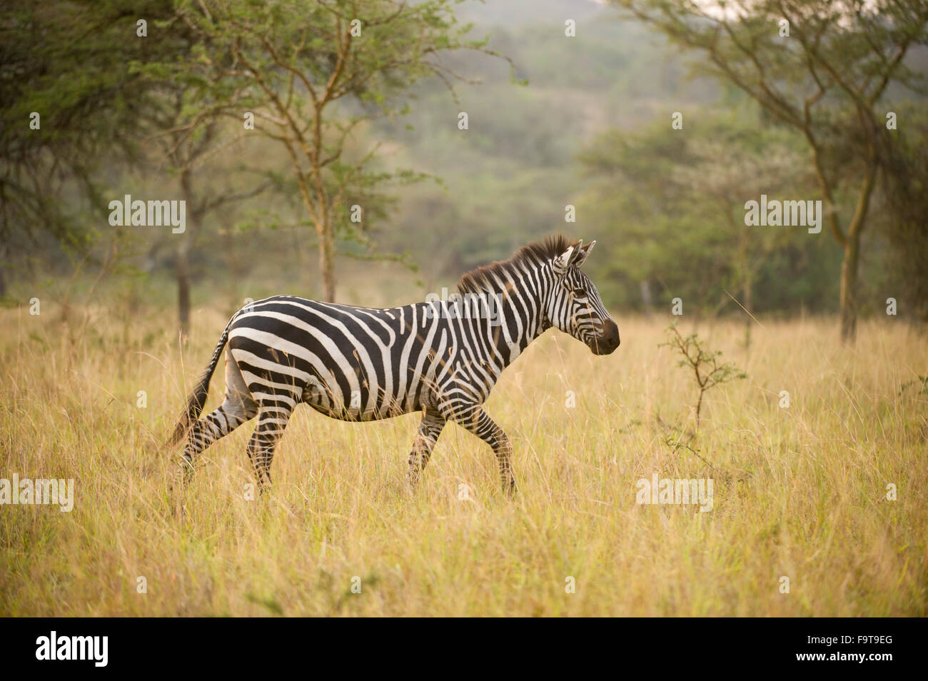 Burchell's zebra (Equus burchellii), Lake Mburo National Park, Uganda ...