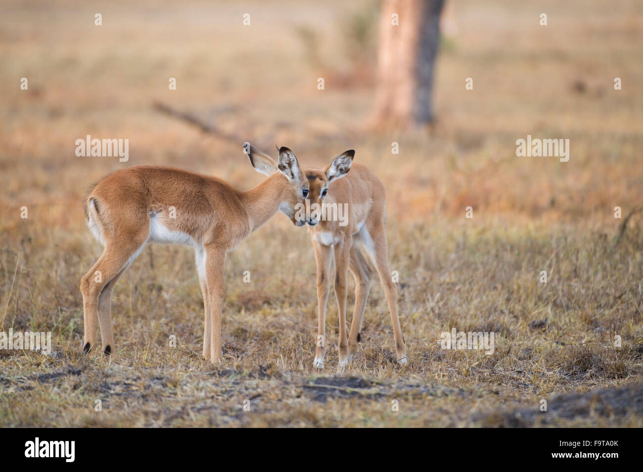 Impala uganda hi-res stock photography and images - Alamy