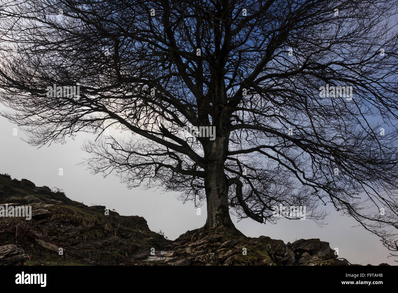 beech tree in high contrast Stock Photo - Alamy