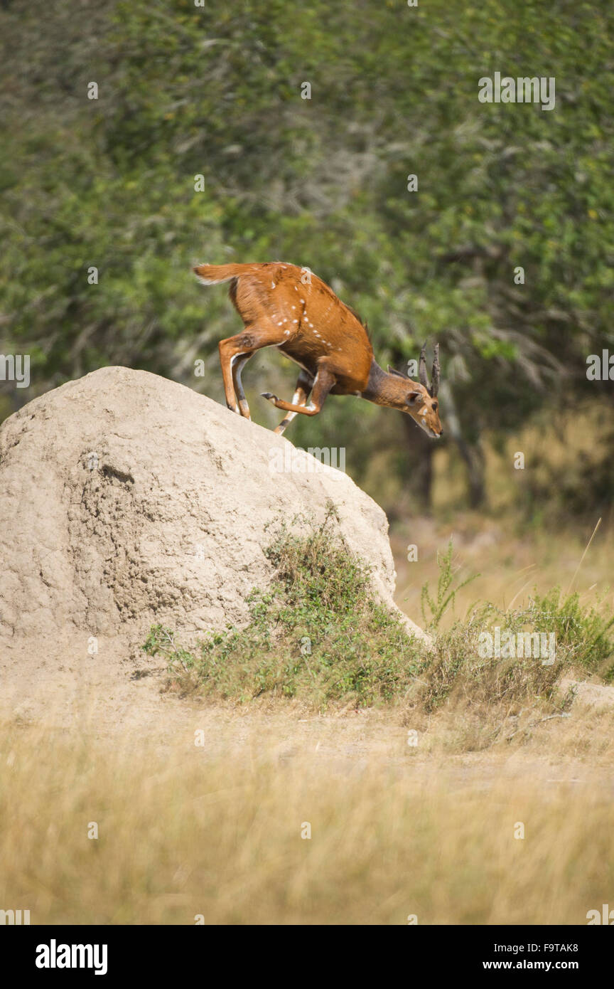 Bushbuck (Tragelaphus scriptus) standing on a termite mound, Lake Mburo ...