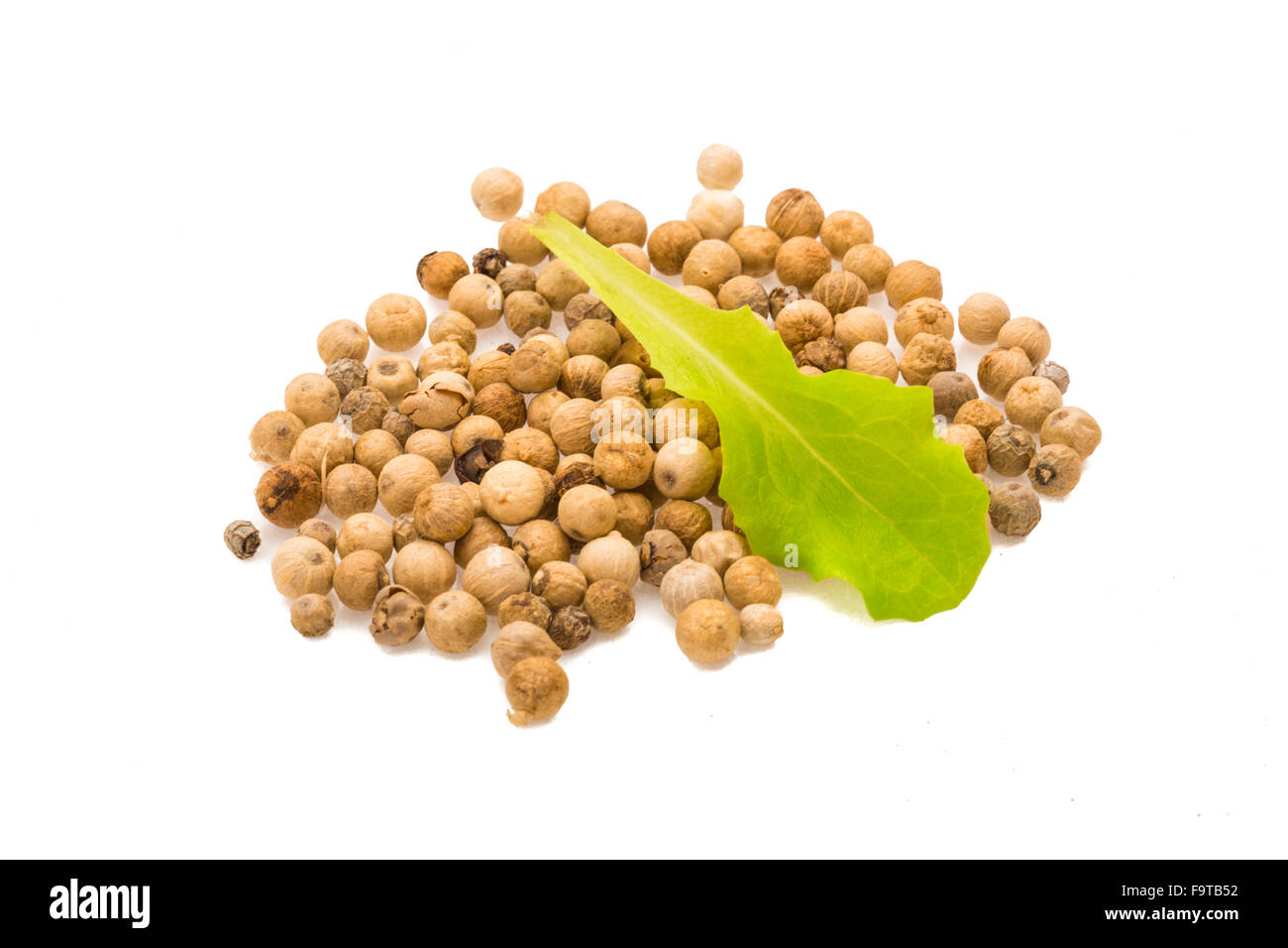 White pepper isolated Stock Photo - Alamy