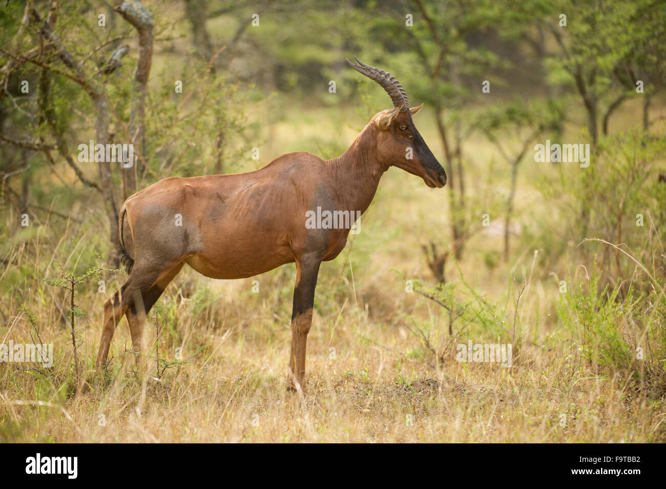 Topi (Damaliscus lunatus jimela), Lake Mburo National Park, Uganda ...