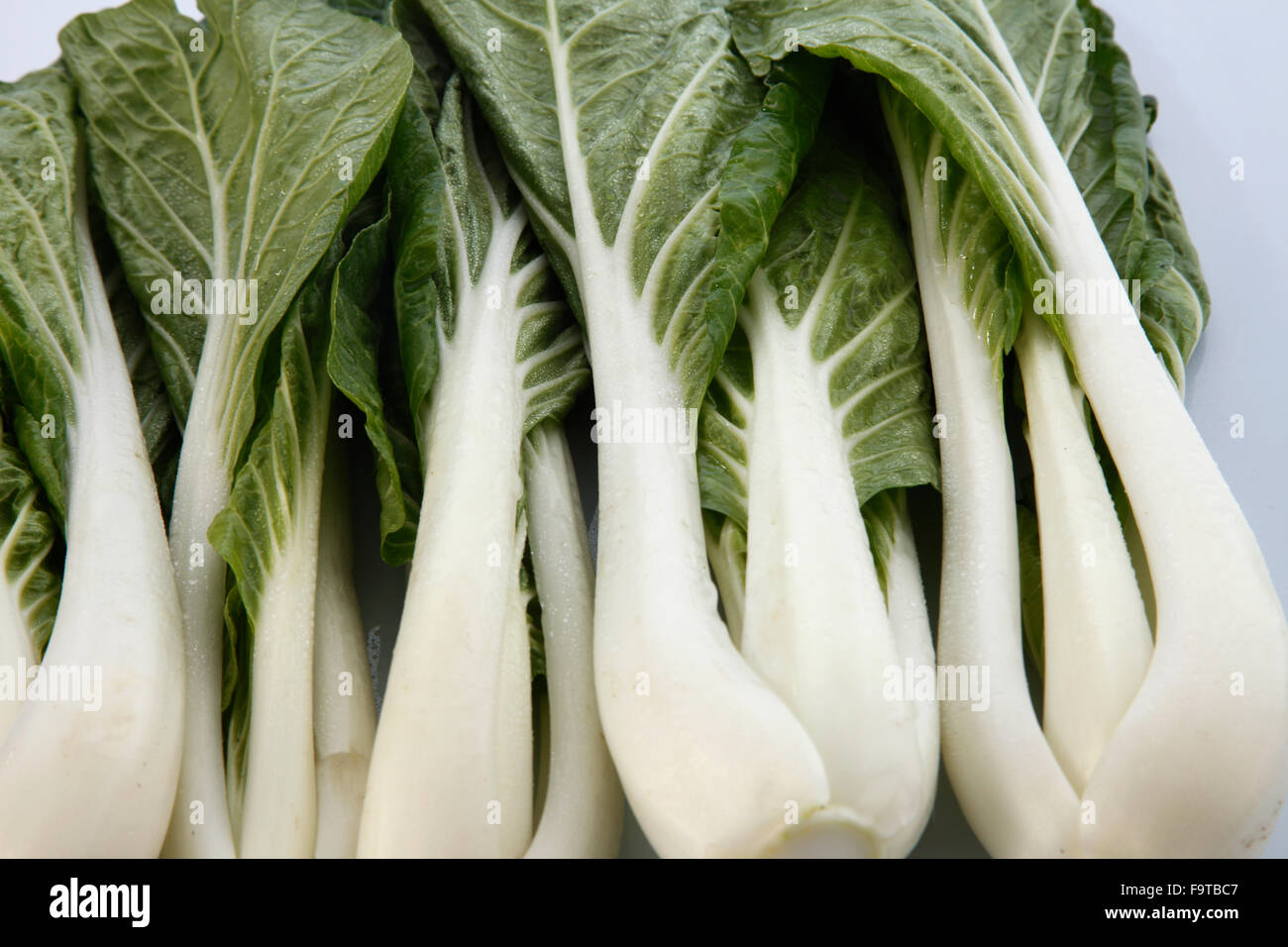 pak choy (chinese cabbage) isolated on white Stock Photo - Alamy