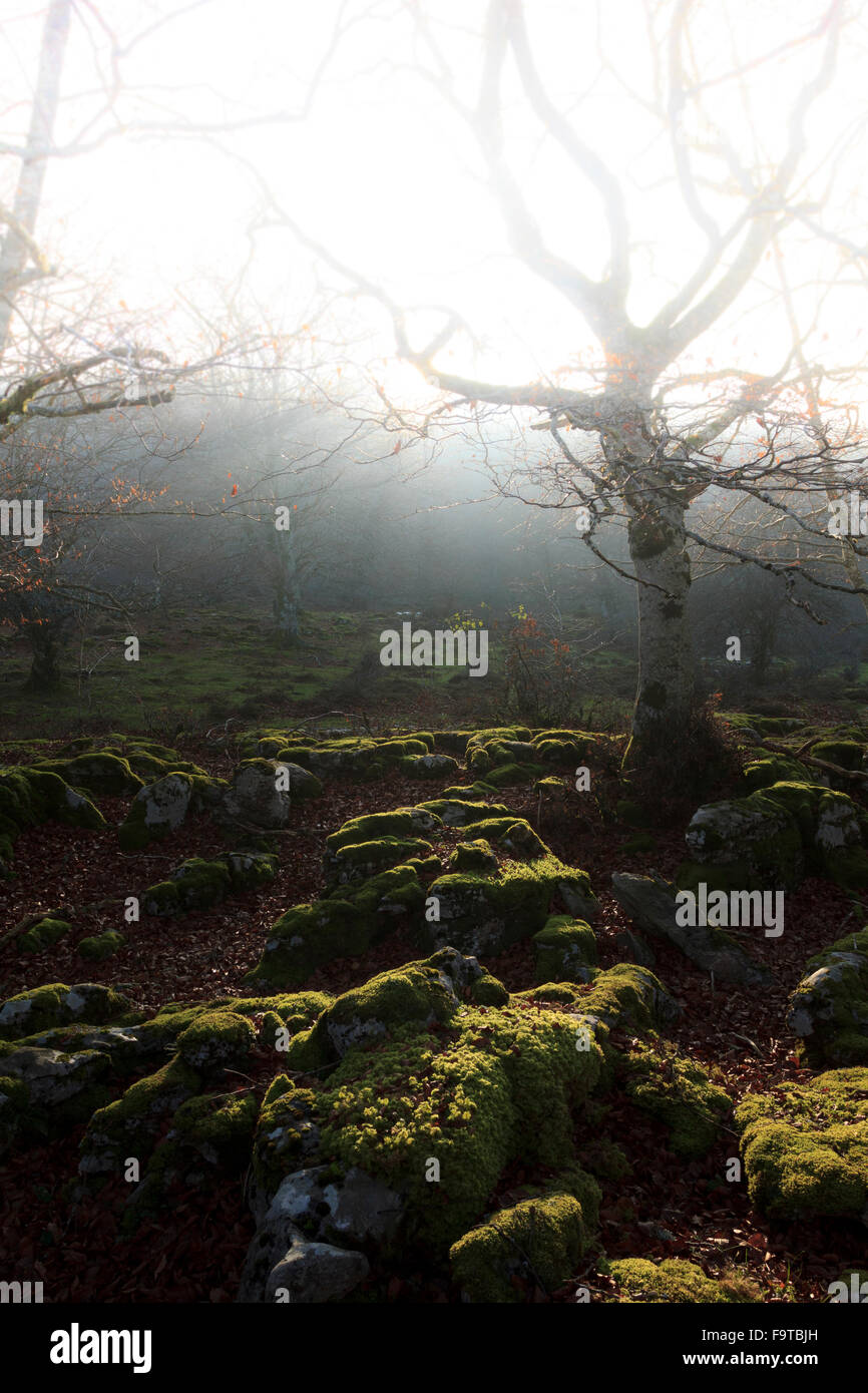 Mysterious forest in twilight Stock Photo - Alamy