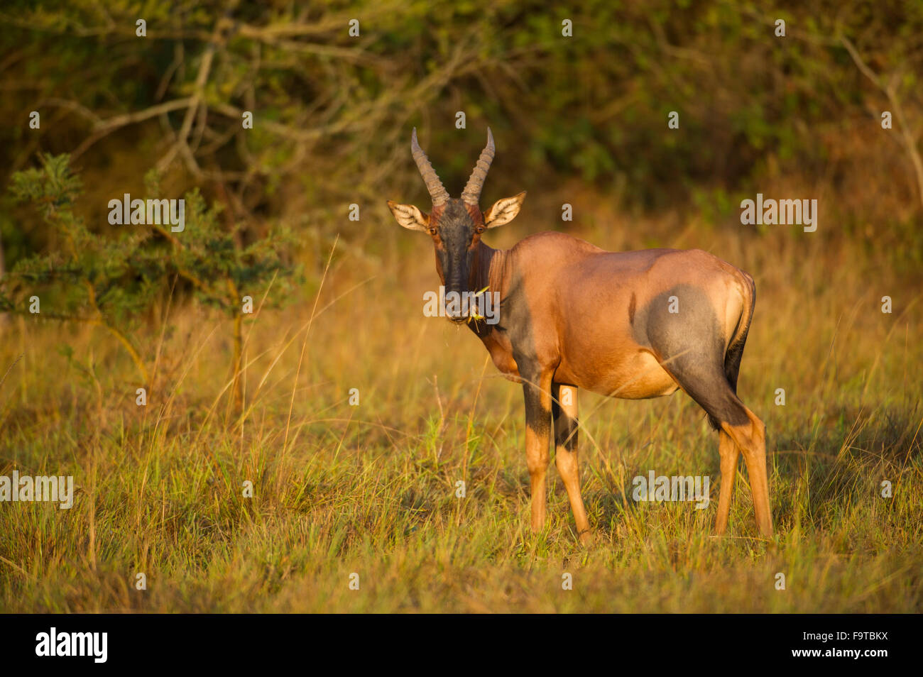 Topi (Damaliscus lunatus jimela), Lake Mburo National Park, Uganda ...