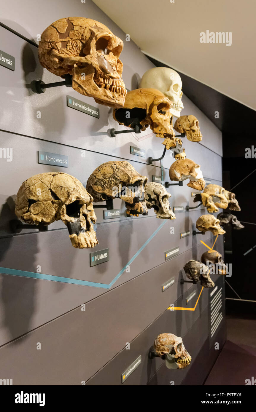 Human Evolution Timeline Skulls Clipart