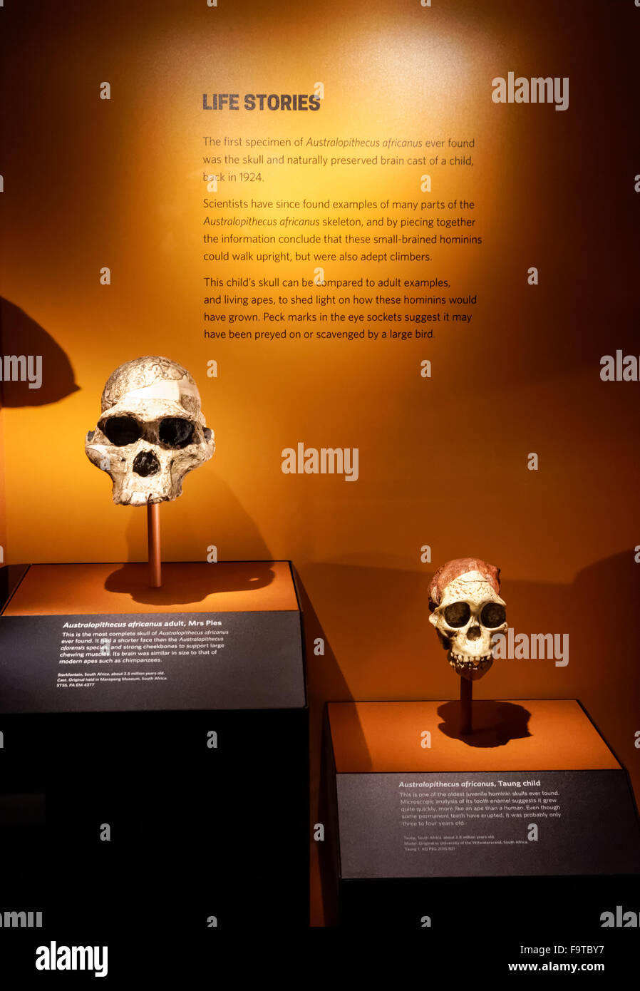 Human evolution gallery at the Natural History Museum in London United ...