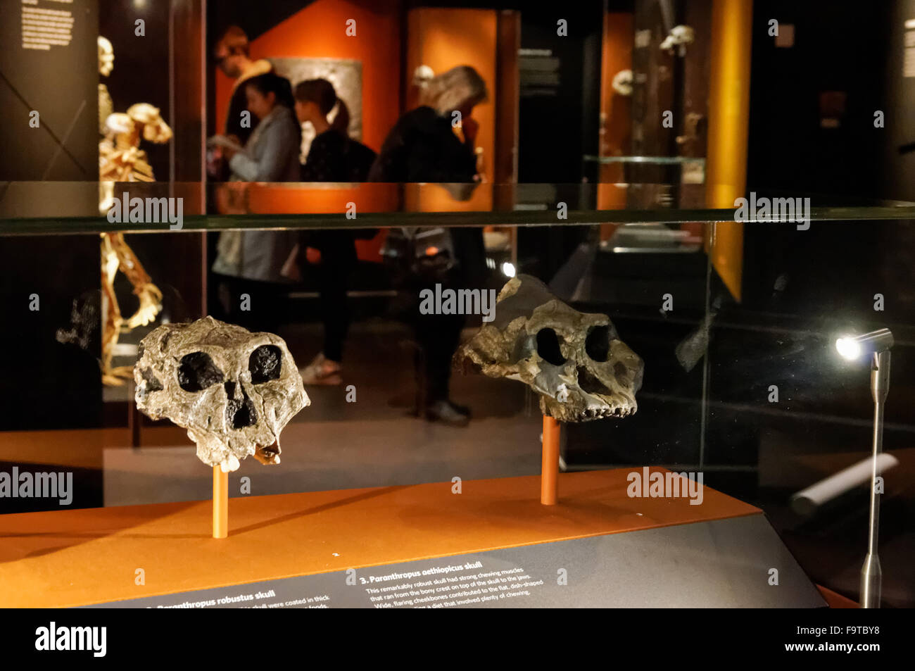 Human evolution gallery at the Natural History Museum in London United ...