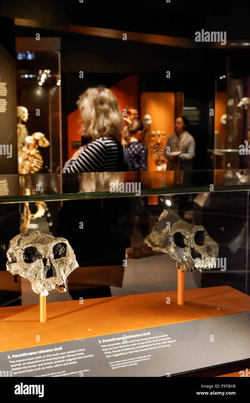 Human evolution gallery at the Natural History Museum in London United ...