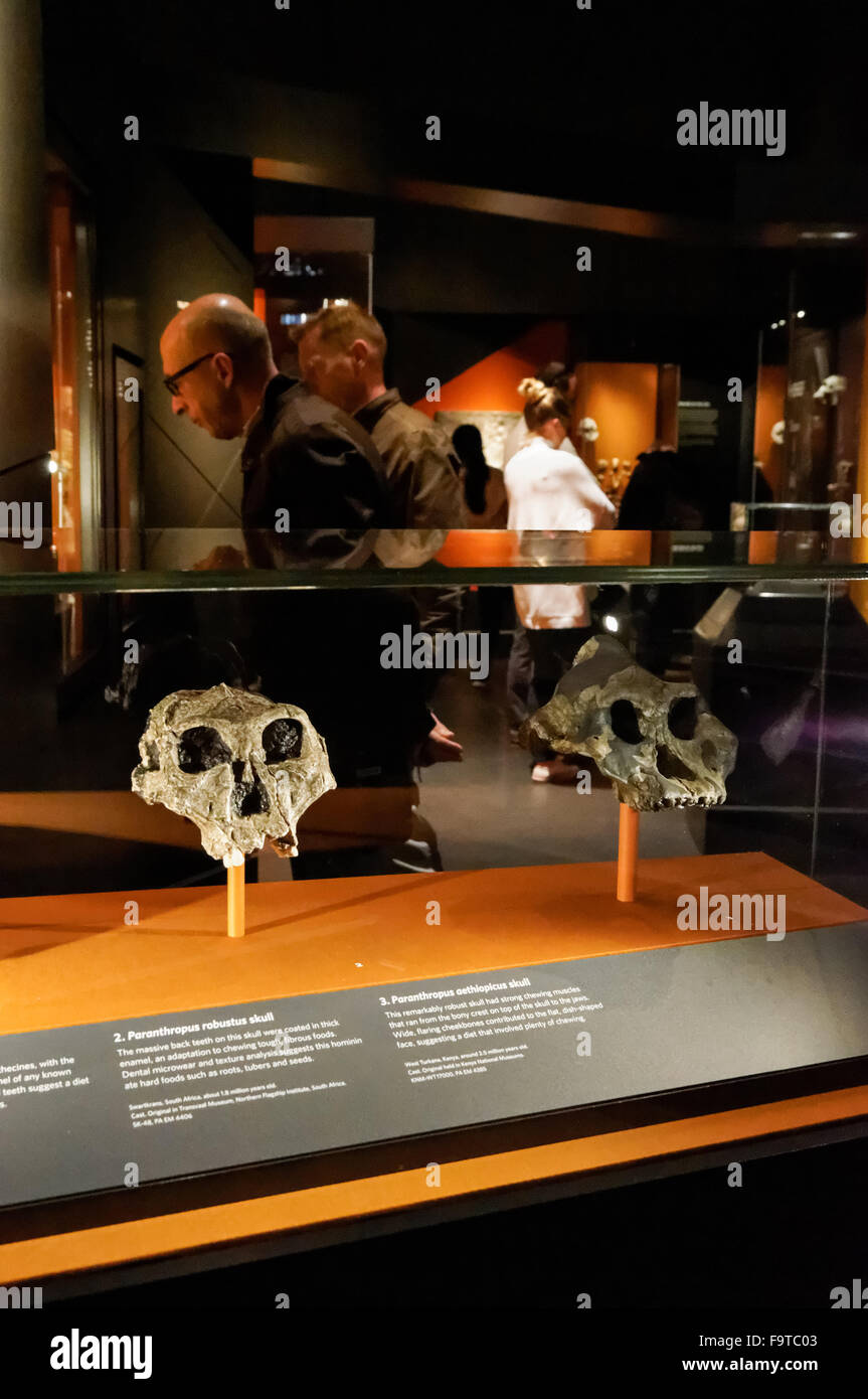 Human evolution gallery at the Natural History Museum in London United ...