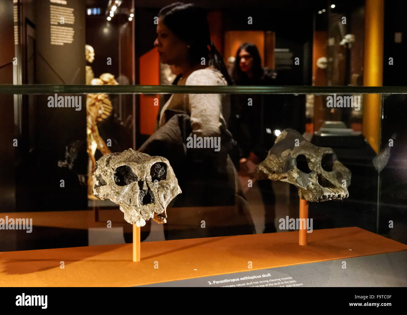 Human evolution gallery at the Natural History Museum in London United ...