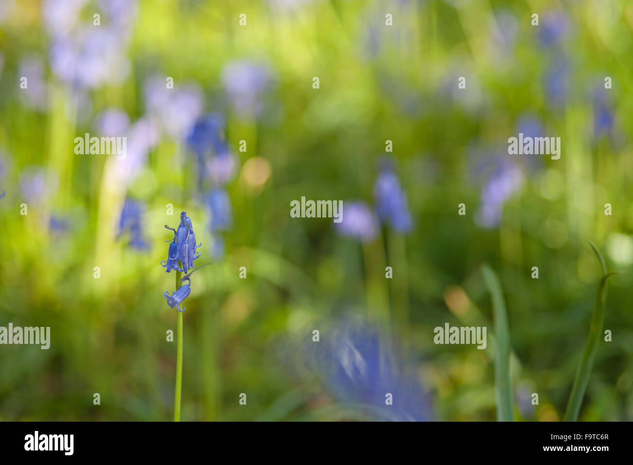 Colorful Spring Meadow with Bluebell Flowers Stock Photo - Alamy
