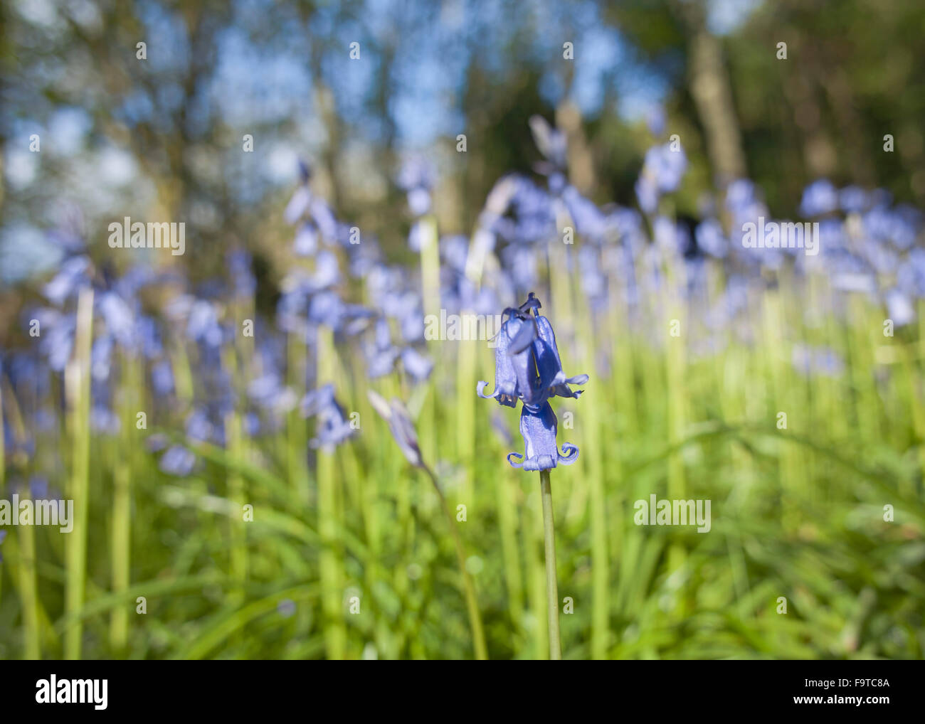 Depth of spring hi-res stock photography and images - Alamy