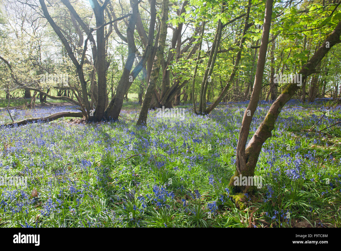 Curved tree trunks hi-res stock photography and images - Alamy