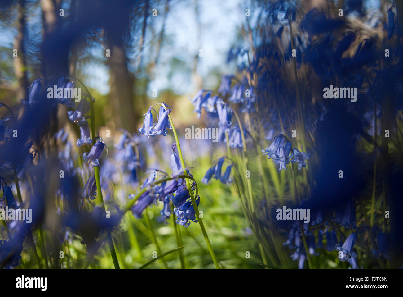 Spring Bluebell Meadow Flowers Stock Photo - Alamy