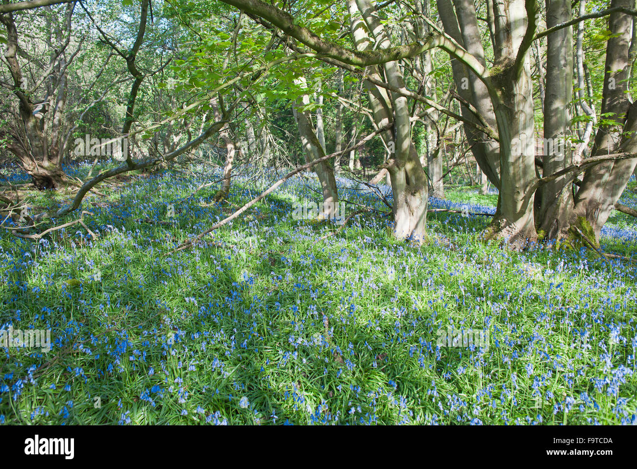 Bluebell arboretum hi-res stock photography and images - Alamy