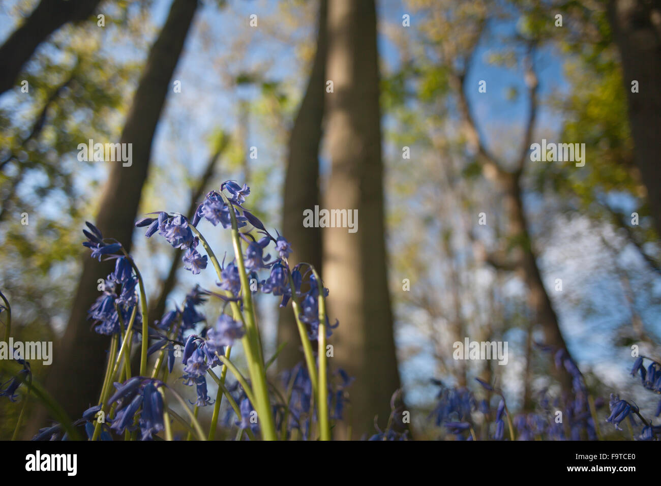 Bluebell Flowers on Blurred Forest Background Stock Photo - Alamy