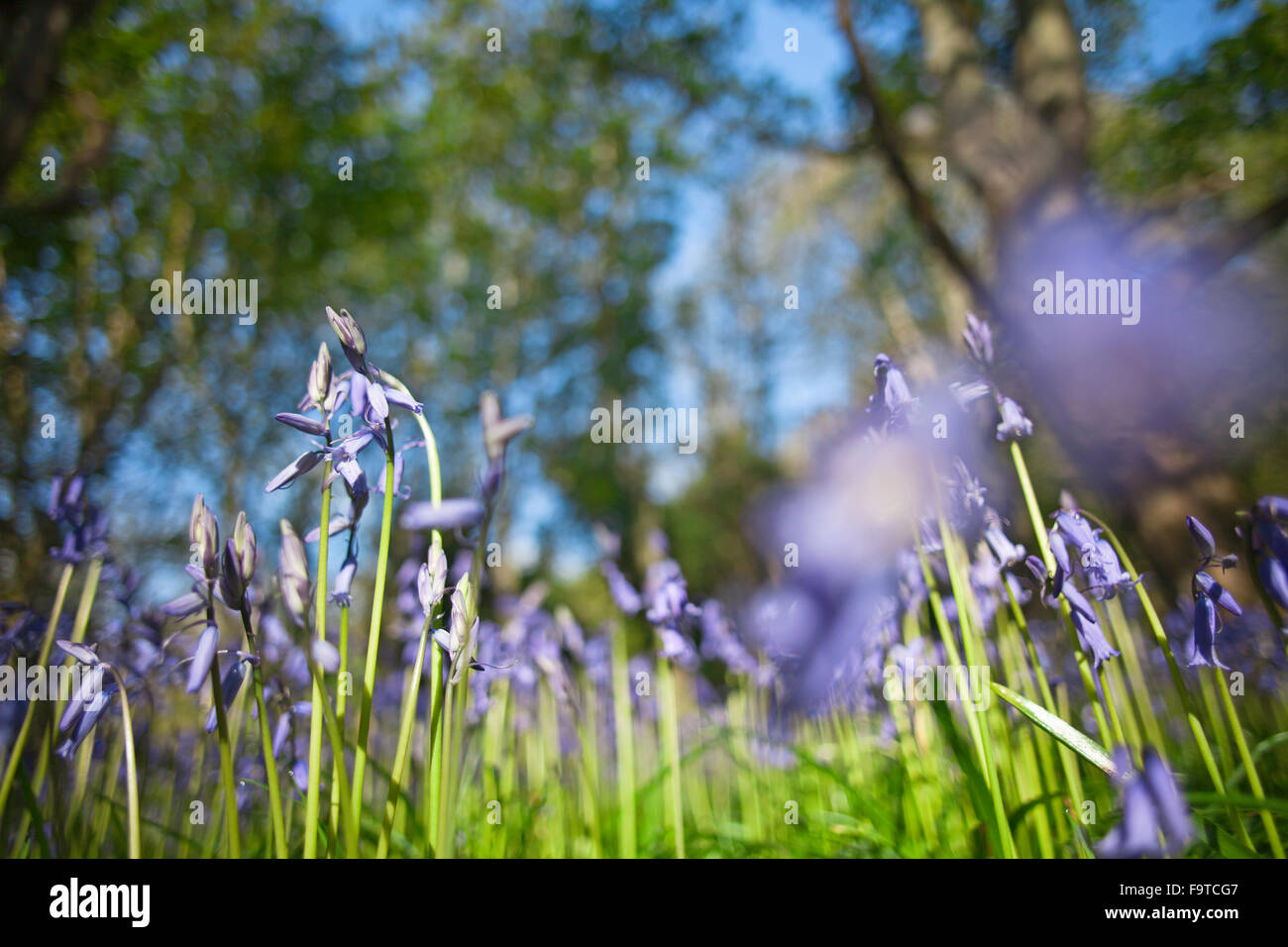 Spring Bluebell Flowers in Woodland Stock Photo - Alamy