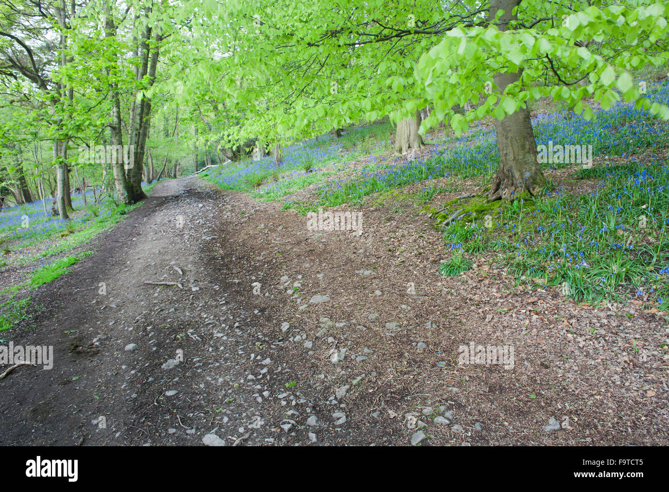 Empty Forest Road, Spring Season Stock Photo - Alamy