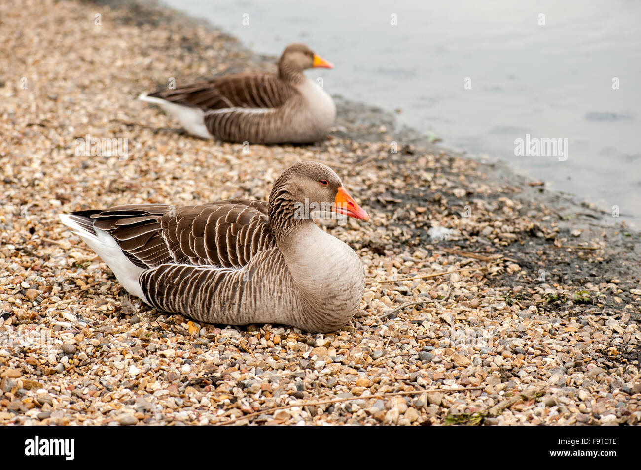 Two geese laying down on stony beach Stock Photo - Alamy