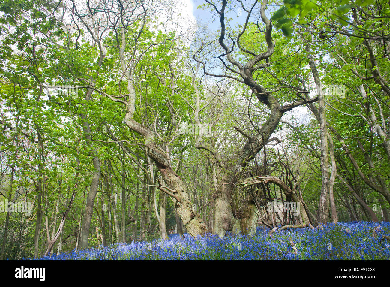 Old Oak Tree Curved Branches with Bluebell Flowers Stock Photo - Alamy