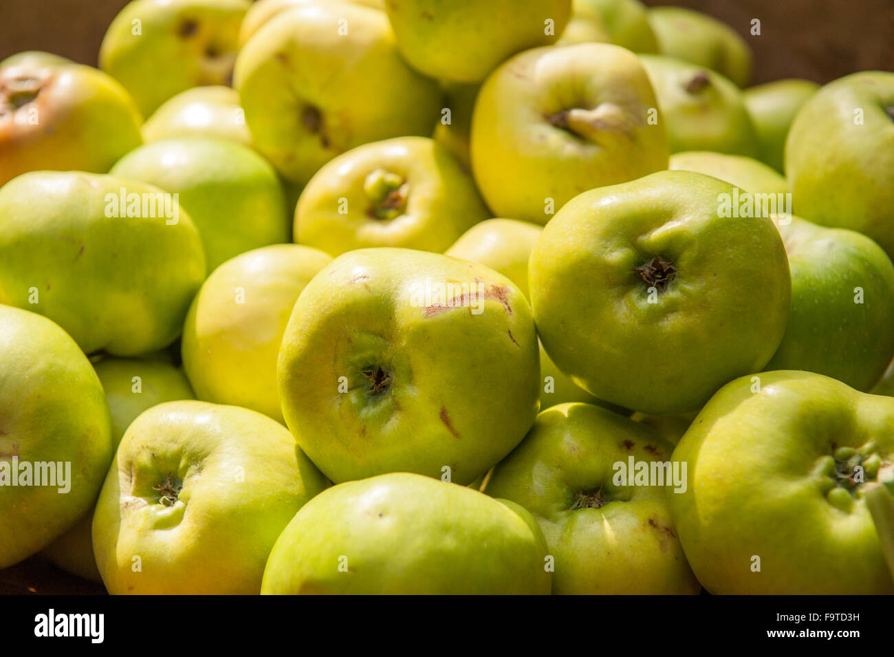 Large apples on display and used for cooking Stock Photo - Alamy