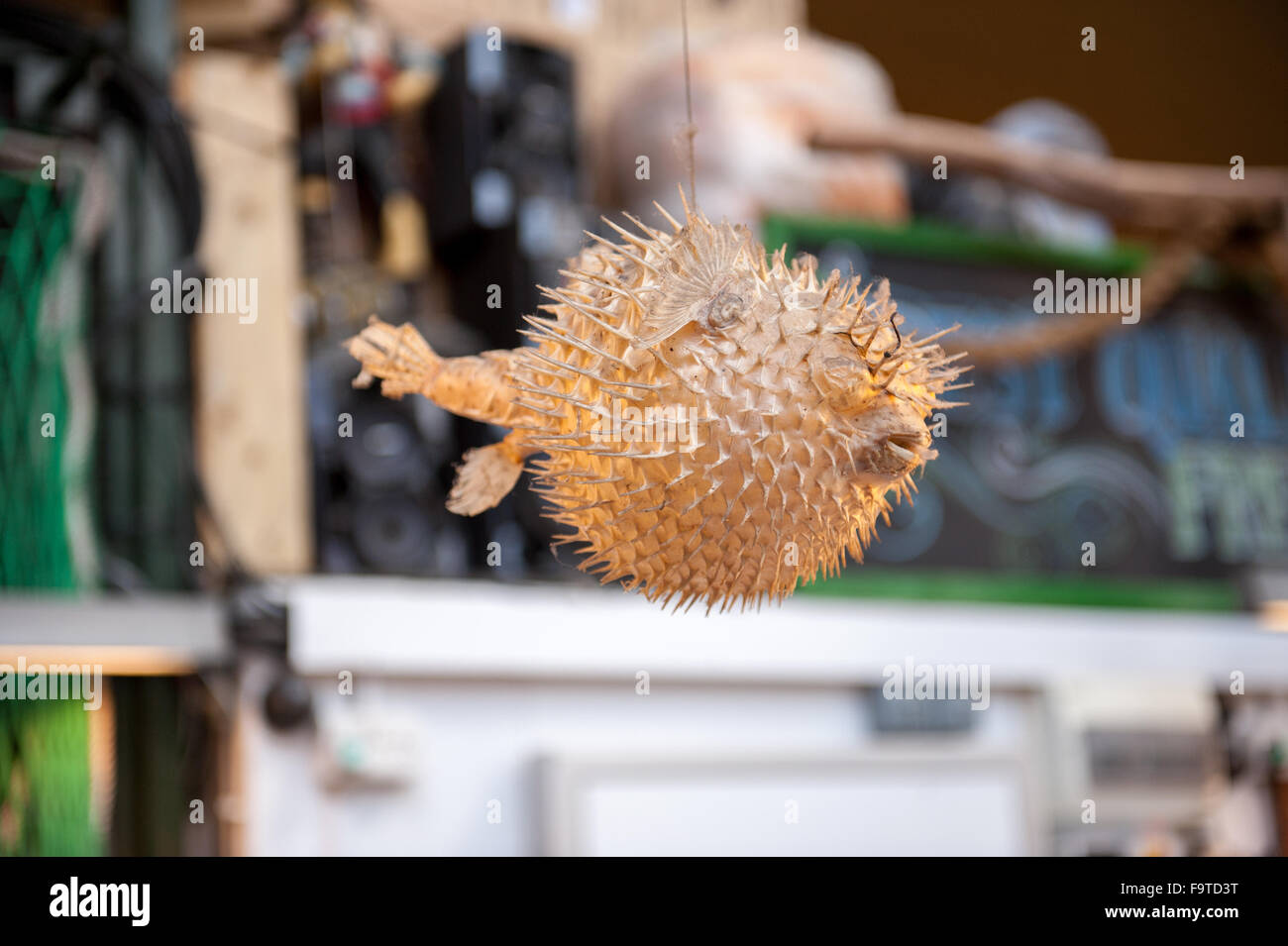 Dead puffer fish blown up hi-res stock photography and images - Alamy