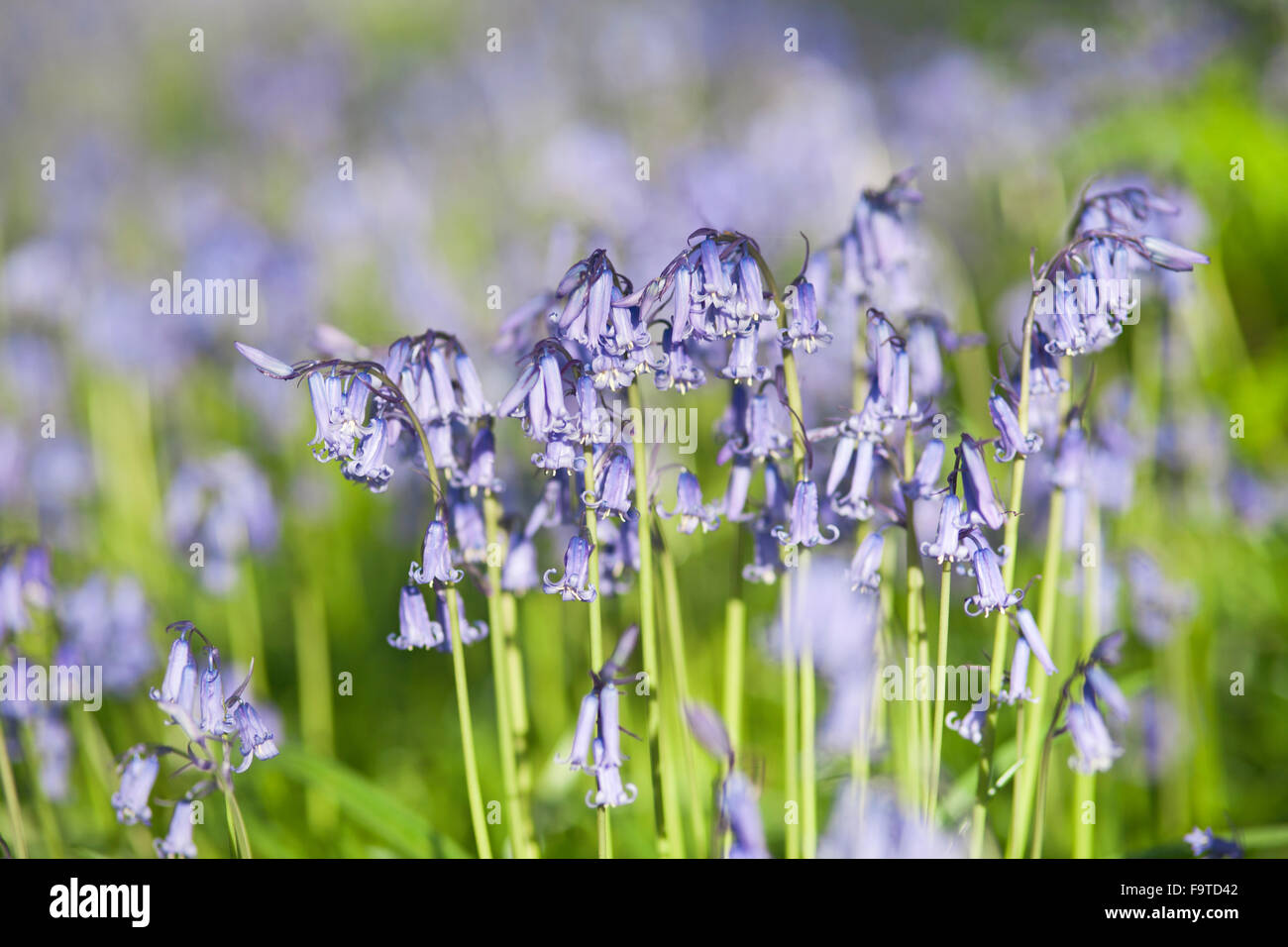 Bluebell Spring Meadow Stock Photo - Alamy