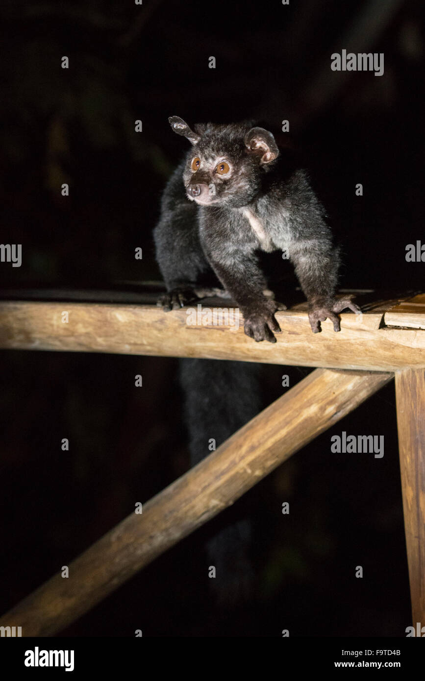 Thick-tailed Greater Galago, Otolemur crassicaudatus monteiri, Lake ...