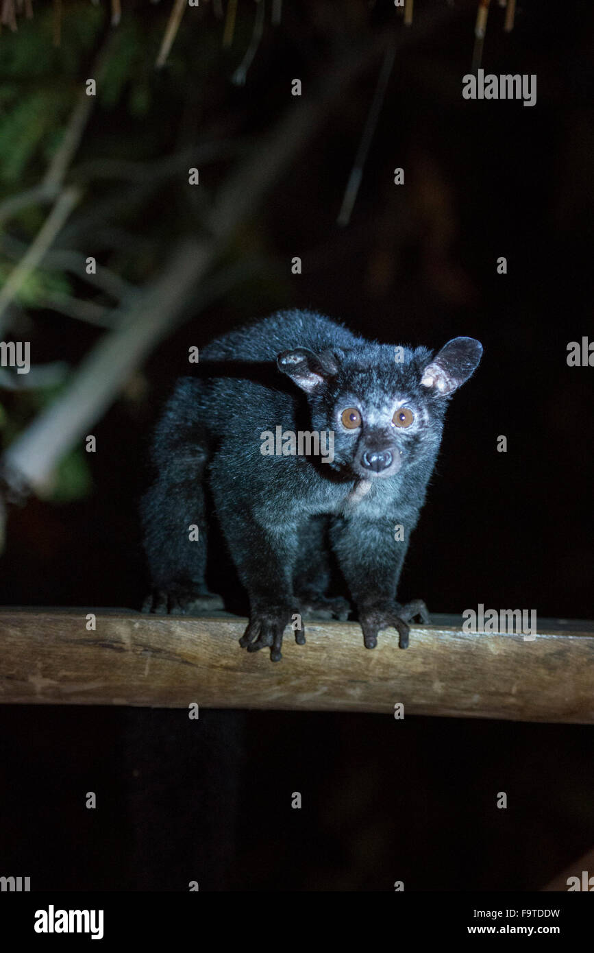 Thick-tailed Greater Galago, Otolemur crassicaudatus monteiri, Lake ...