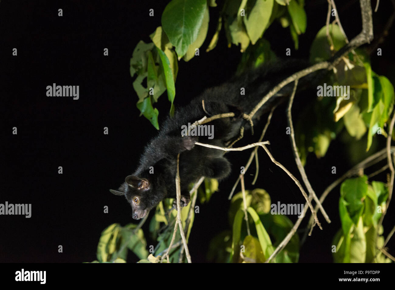 Thick tailed greater galago hi-res stock photography and images - Alamy