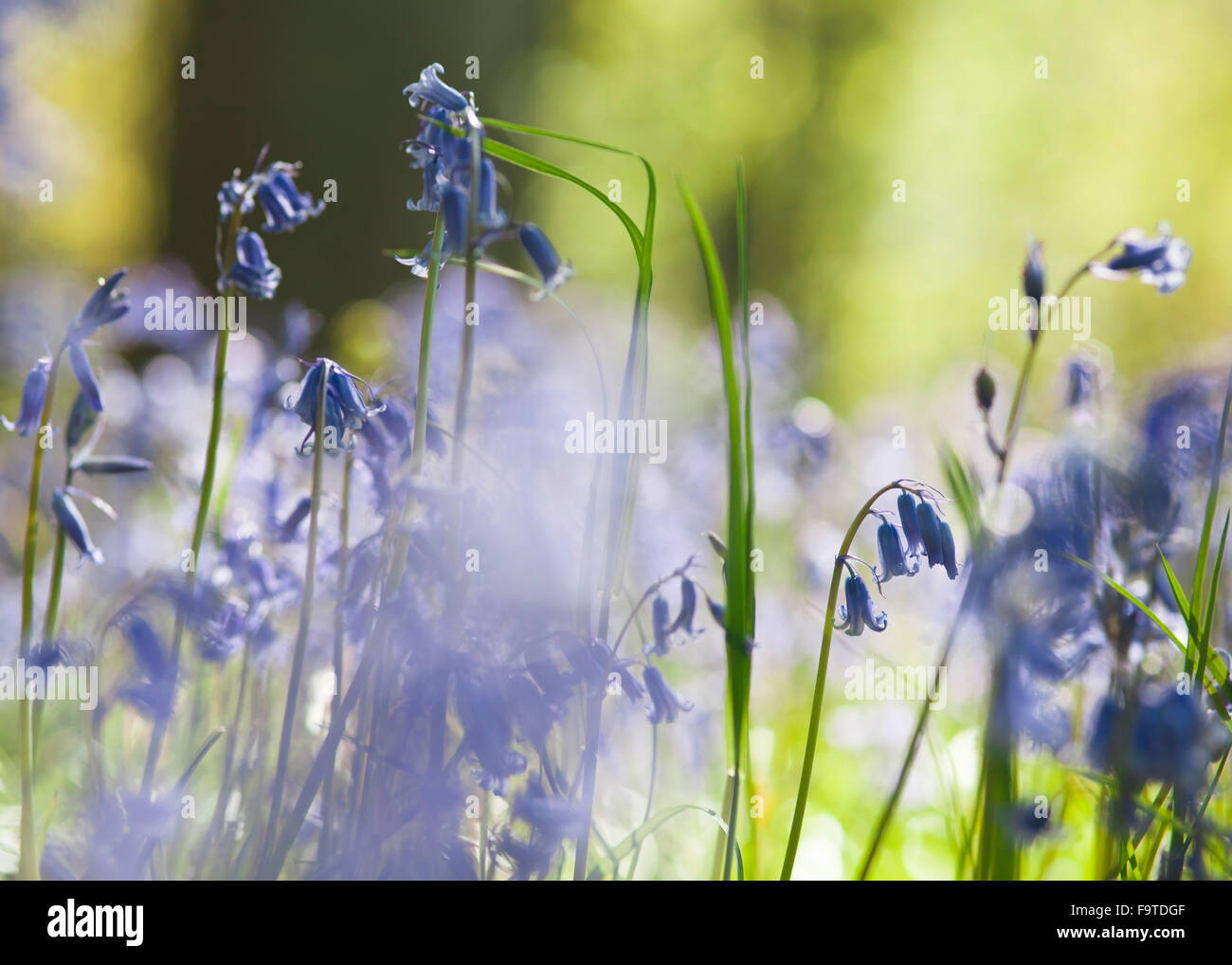 Spring Bluebell Flowers Stock Photo - Alamy