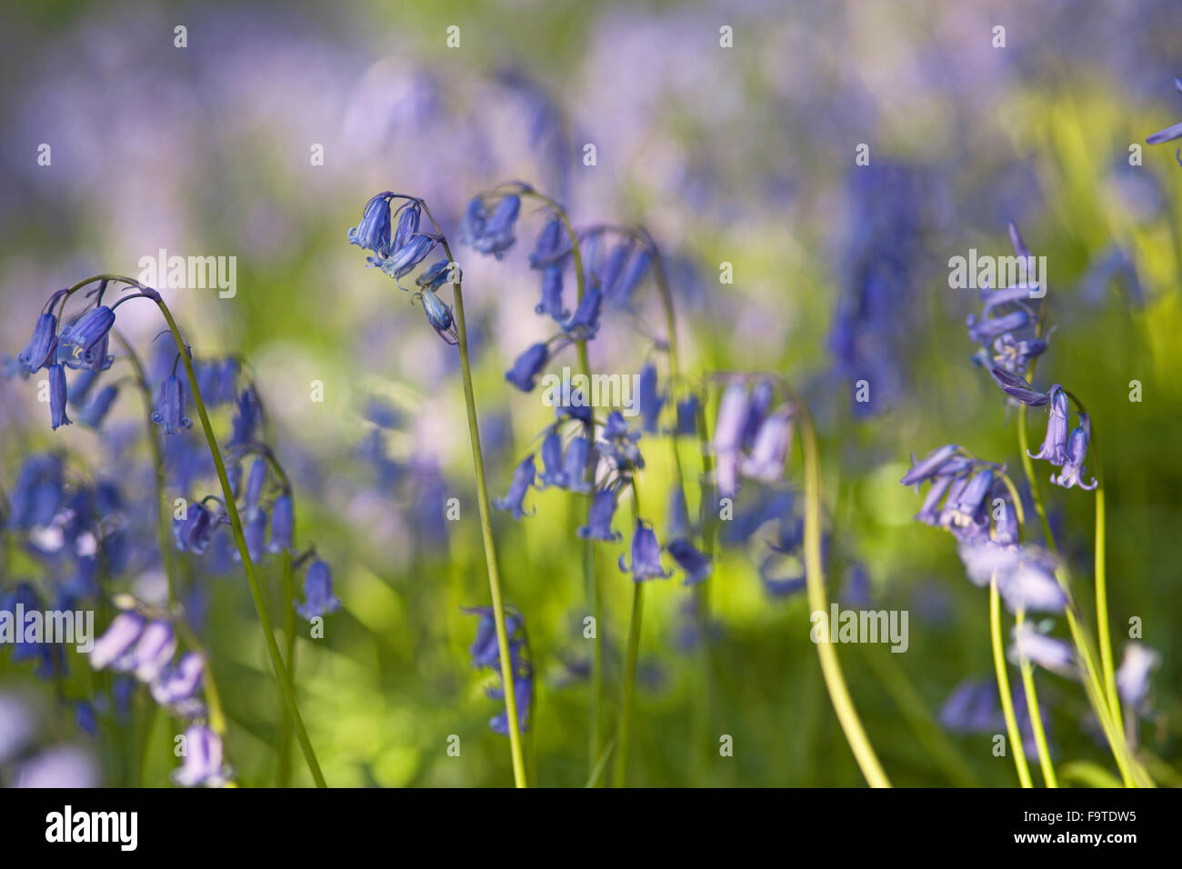 Spring Bluebell Flowers, Shallow Depth of Field Stock Photo - Alamy