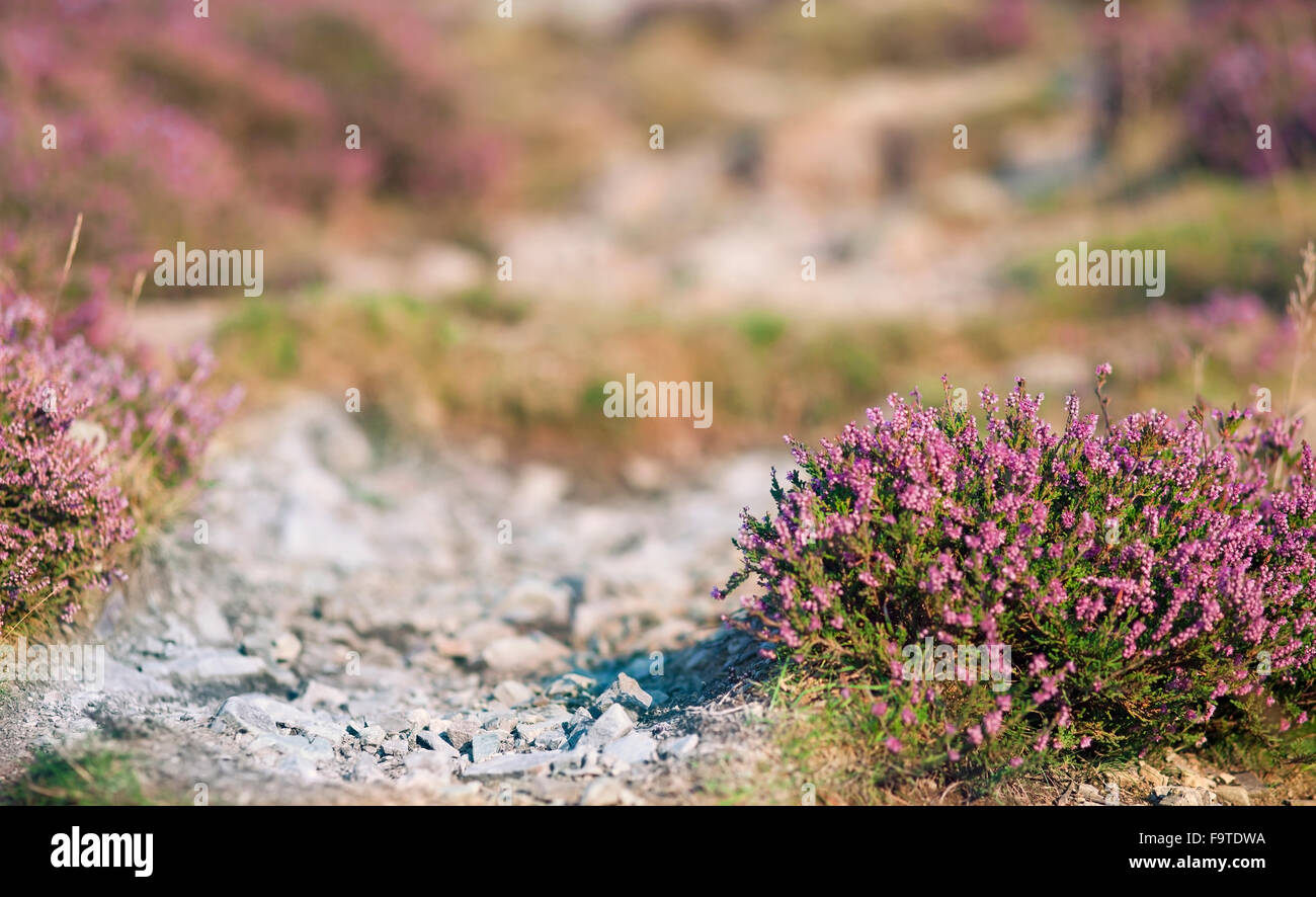 Heather Flowers on Stony Path Stock Photo - Alamy