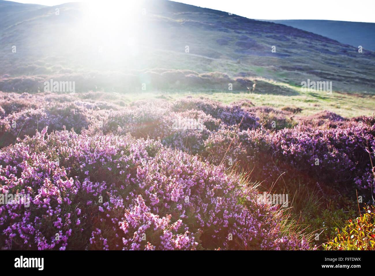 Heather land hi-res stock photography and images - Alamy