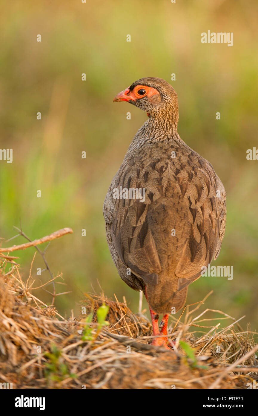 Red-necked spurfowl (Pternistis afer), Lake Mburo National Park, Uganda ...