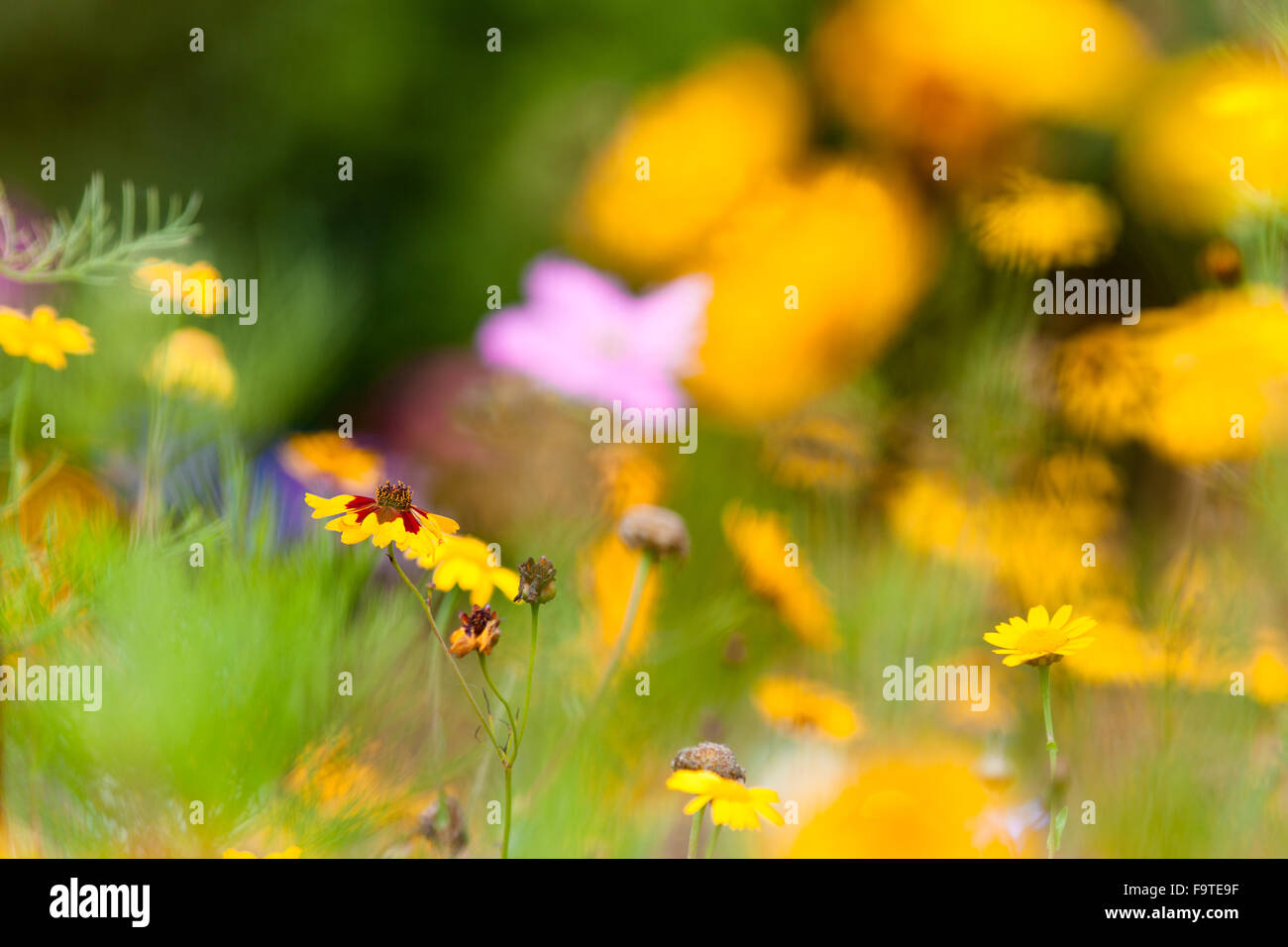 Yellow Summer Flowers Stock Photo - Alamy
