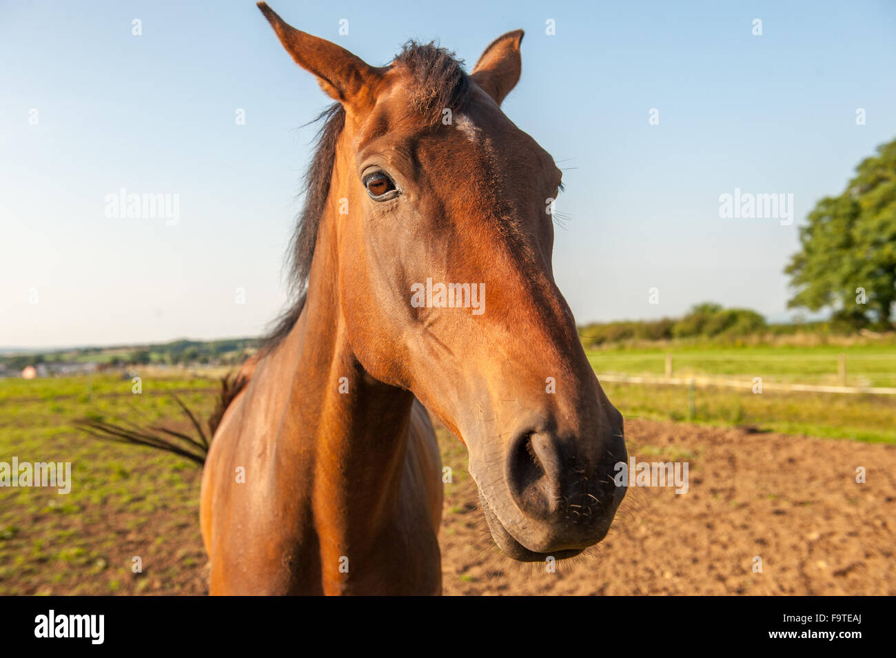 Close Up Picture Of A Horses Head High Resolution Stock Photography and ...