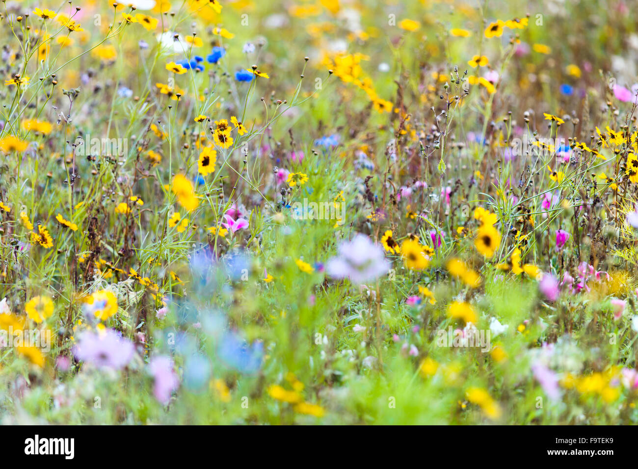 Colorful Meadow Flowers Stock Photo - Alamy