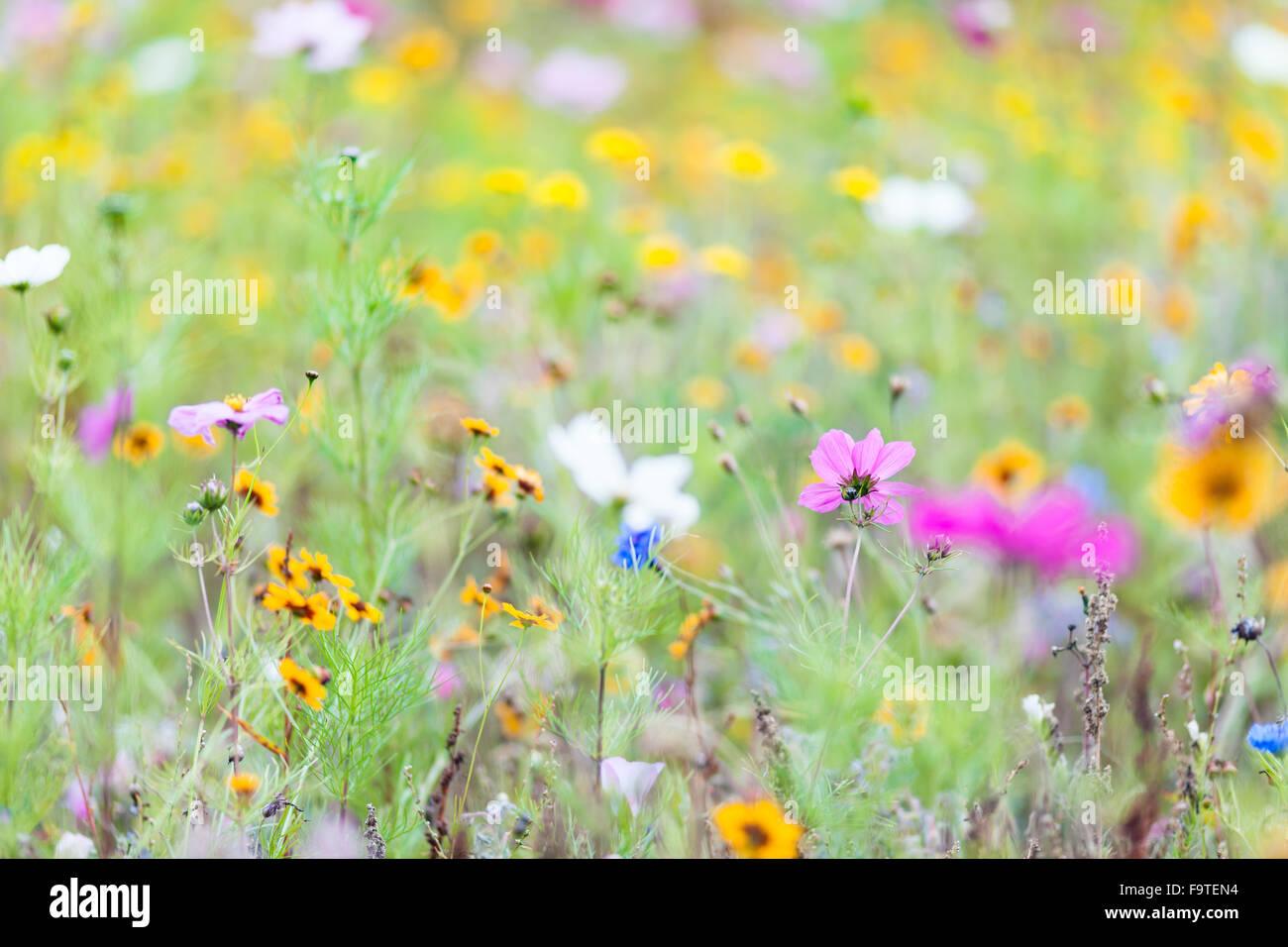 Wild meadow flowers hi-res stock photography and images - Alamy