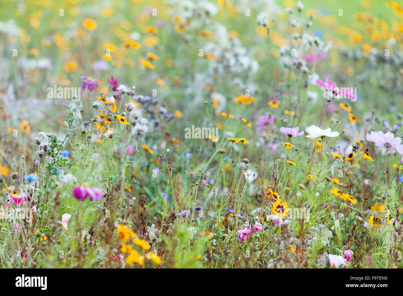 Summer WIldflower Meadow Stock Photo - Alamy