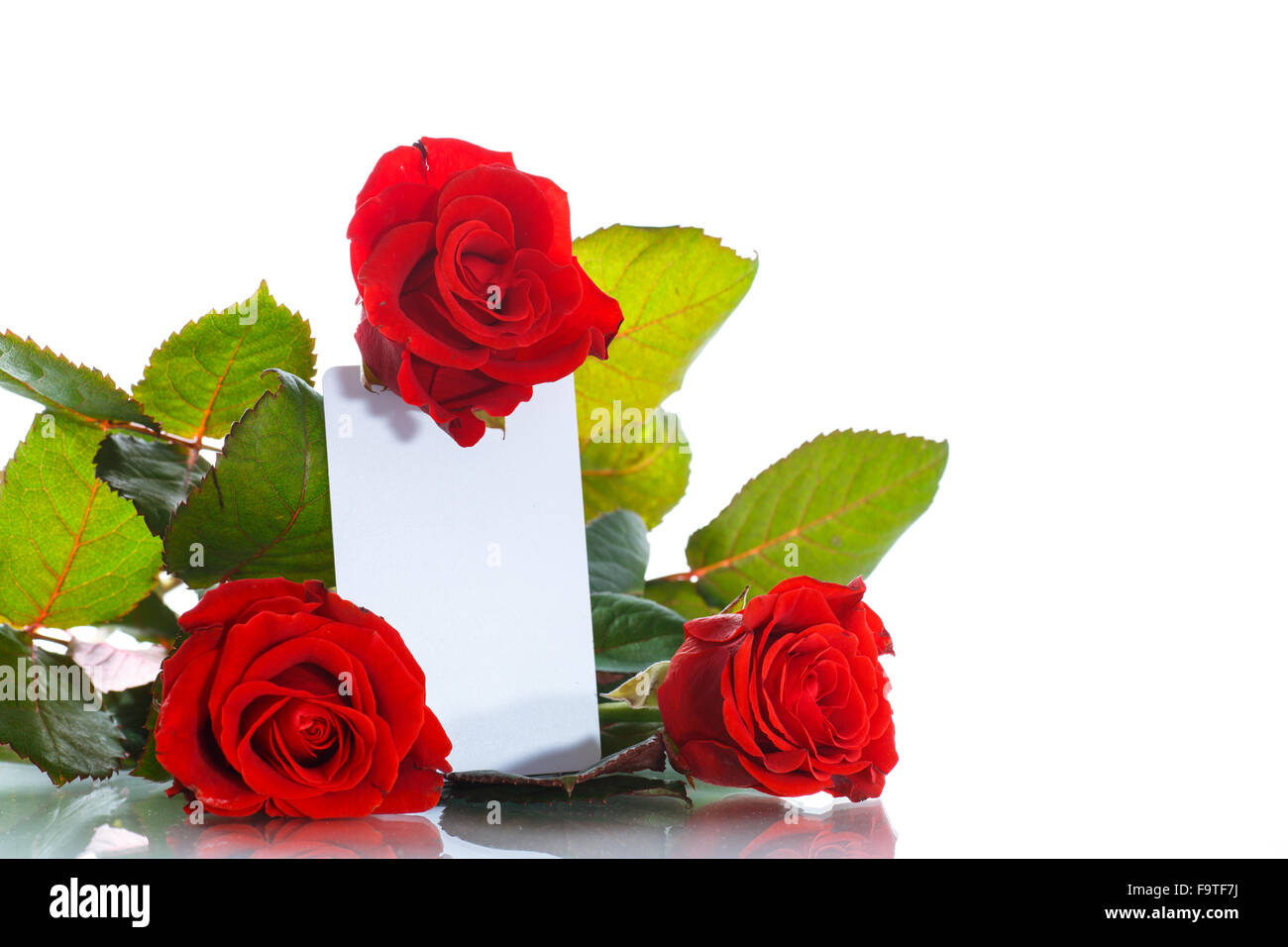 Red beautiful rose Stock Photo - Alamy