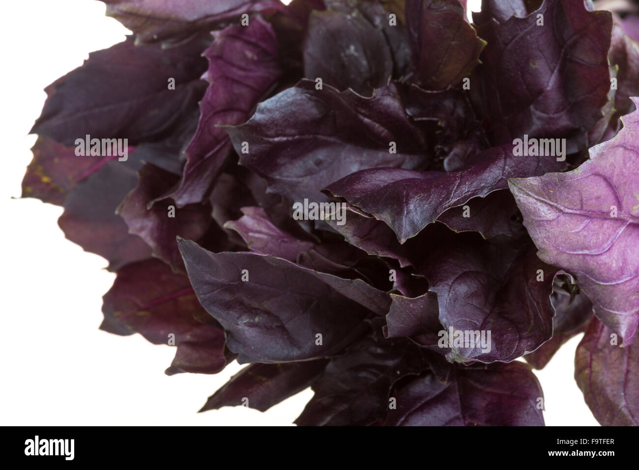 Sweet dark red basil leaves Stock Photo - Alamy