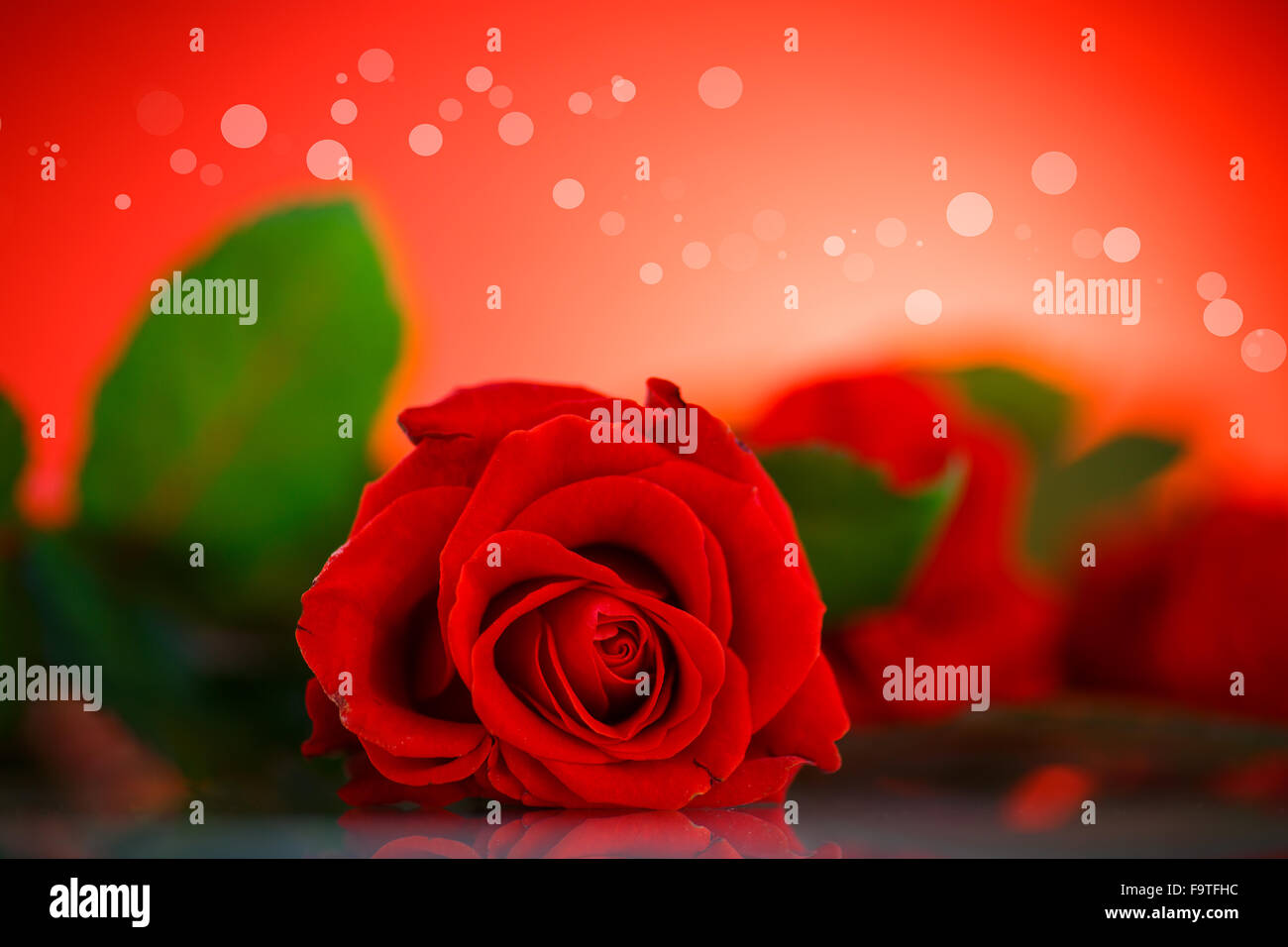 Red beautiful rose Stock Photo - Alamy