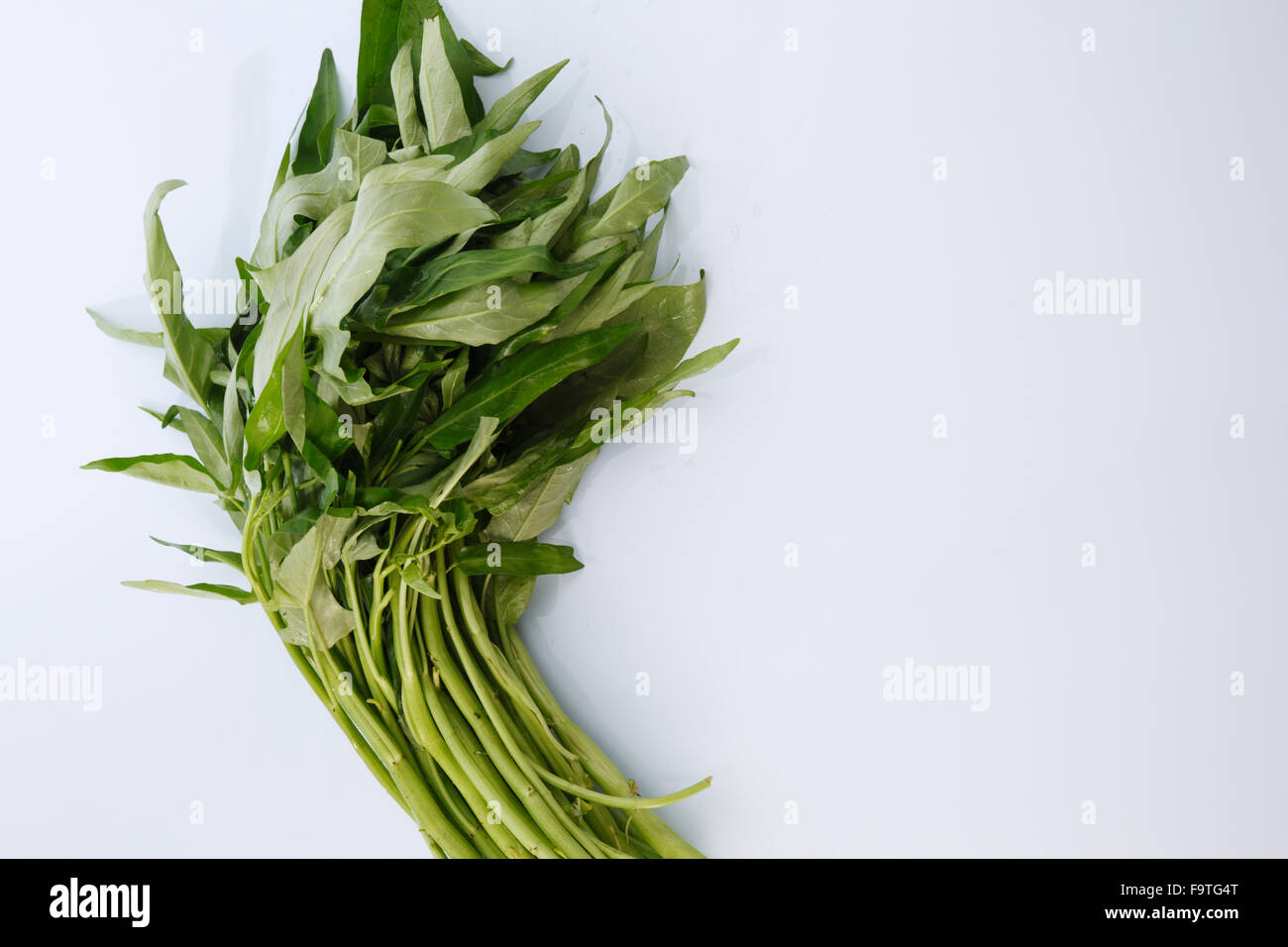 Water spinach isolated on white background Stock Photo - Alamy
