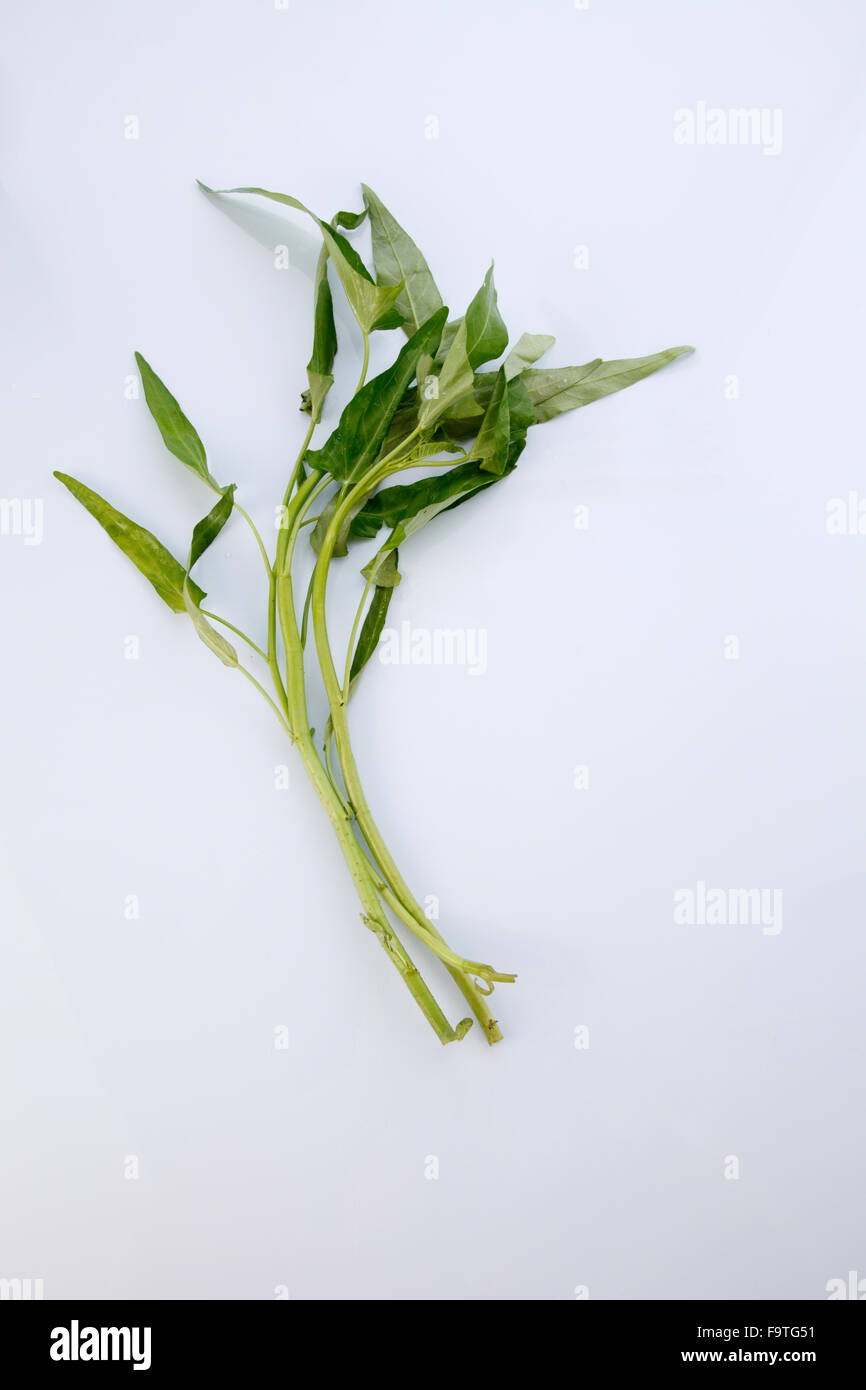 Water spinach isolated on white background Stock Photo - Alamy